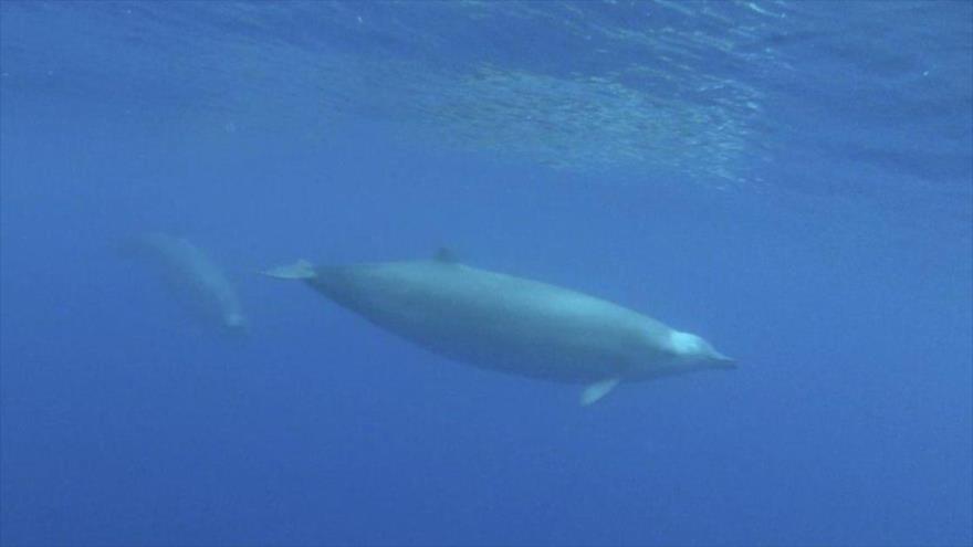Hallan en Hawái un insólito híbrido de ballena y delfín – Diario ...