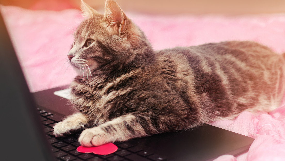 La sorprendente historia de una gata que provocó la renuncia de su ...