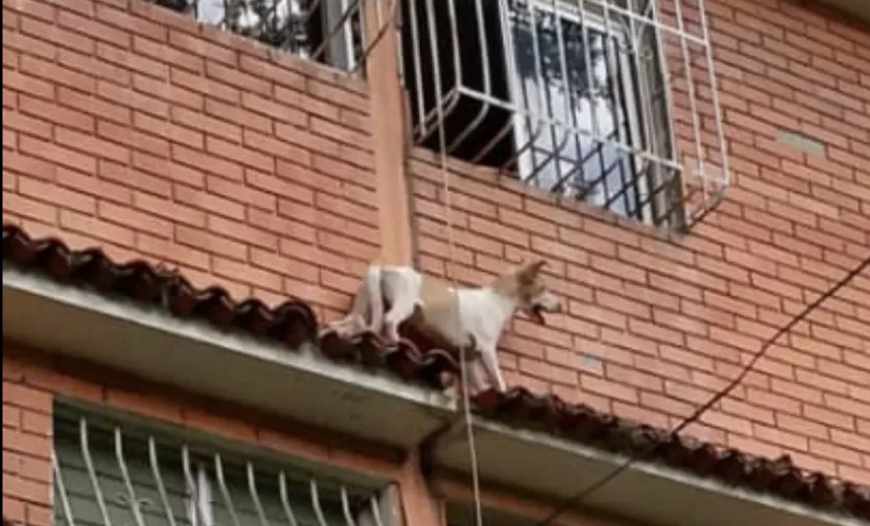 ¡Heroico rescate! Perrito salvado de las llamas por valientes bomberos ...