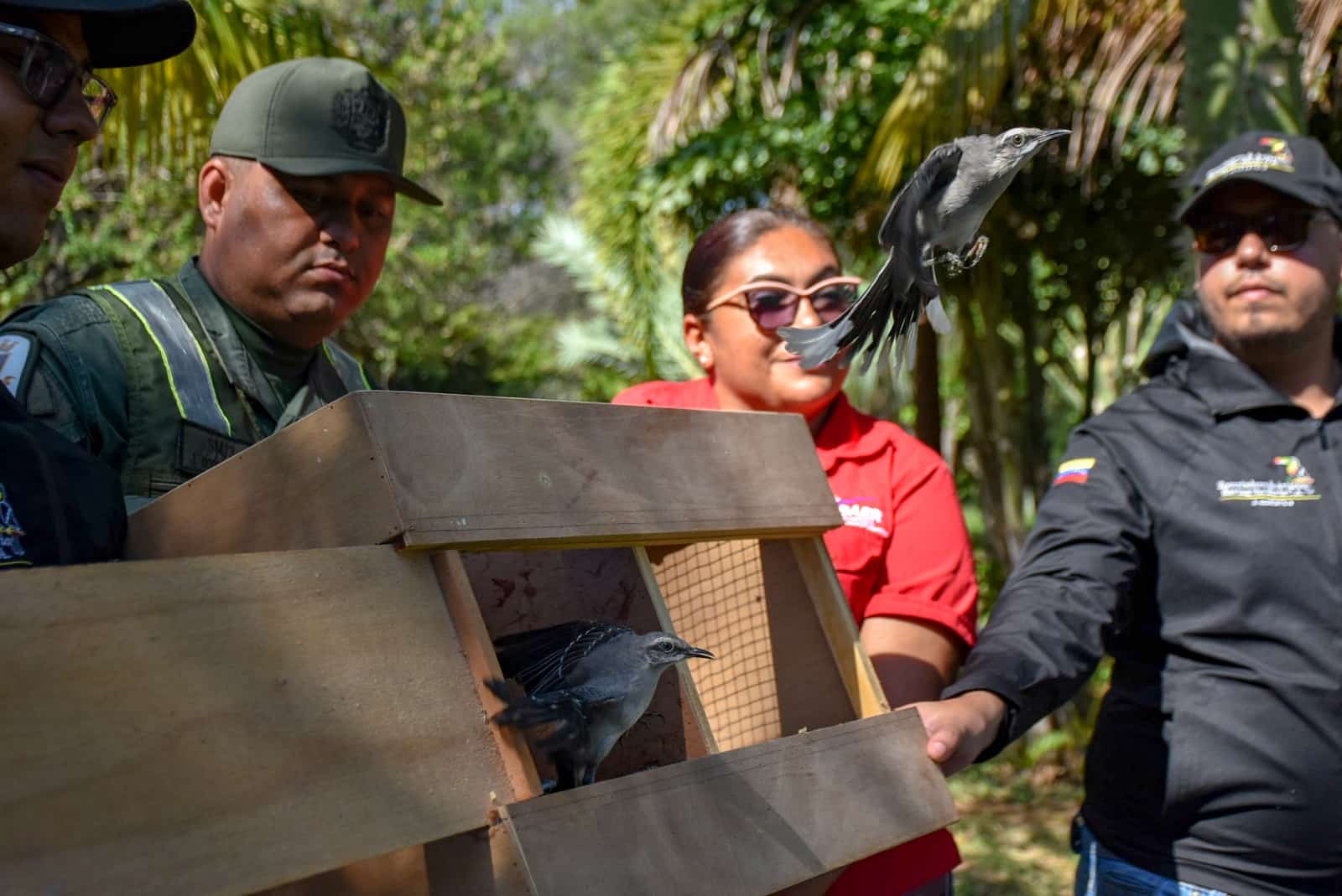 Maracaibo renueva su biodiversidad con la liberación de aves silvestres ...