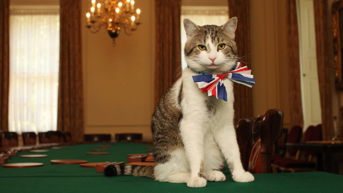 Larry, el icónico gato de Downing Street, celebra 15 años como el ...