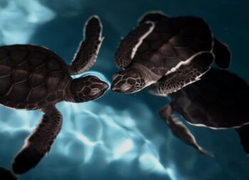 Espionaje Marítimo: Tortugas y Peces Desvelan Información Sensible en ...