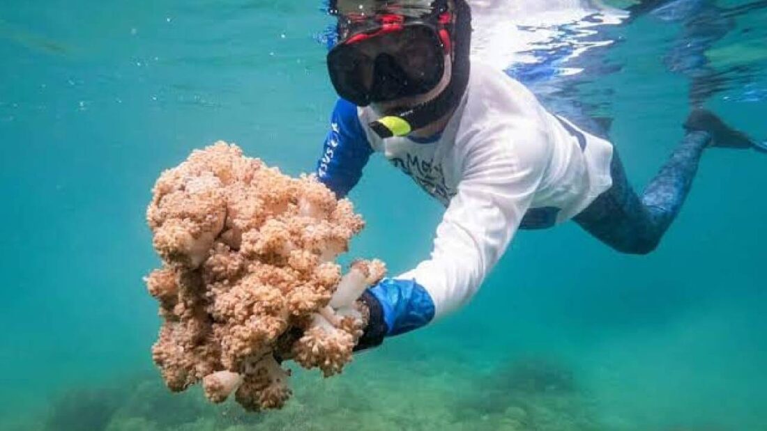 Venezuela y la FAO implementan estrategia para combatir la invasión del ...